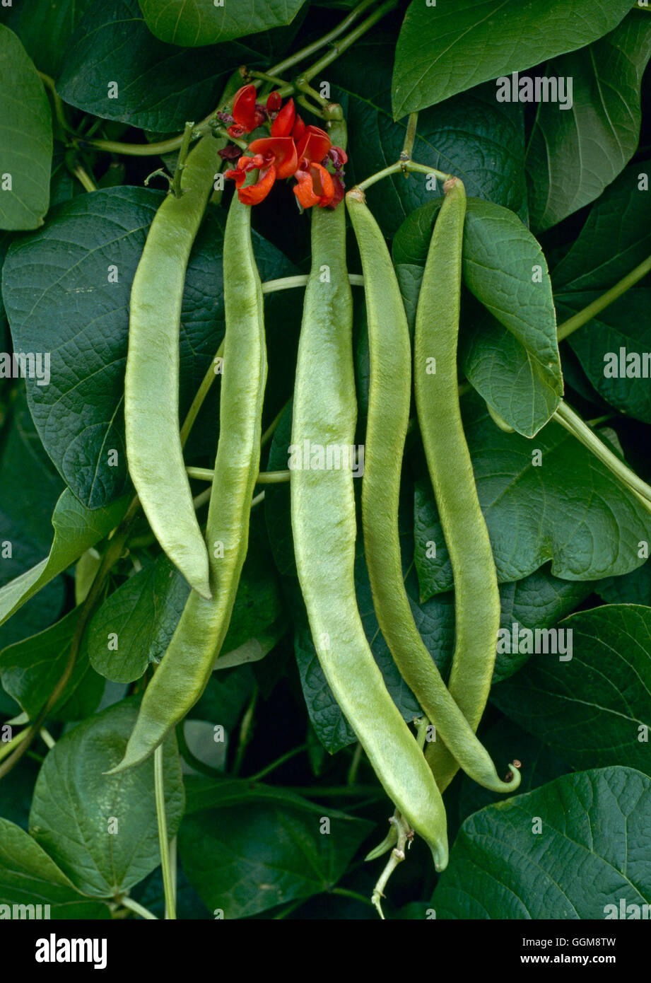 Polestar runner bean hi-res stock photography and images - Alamy