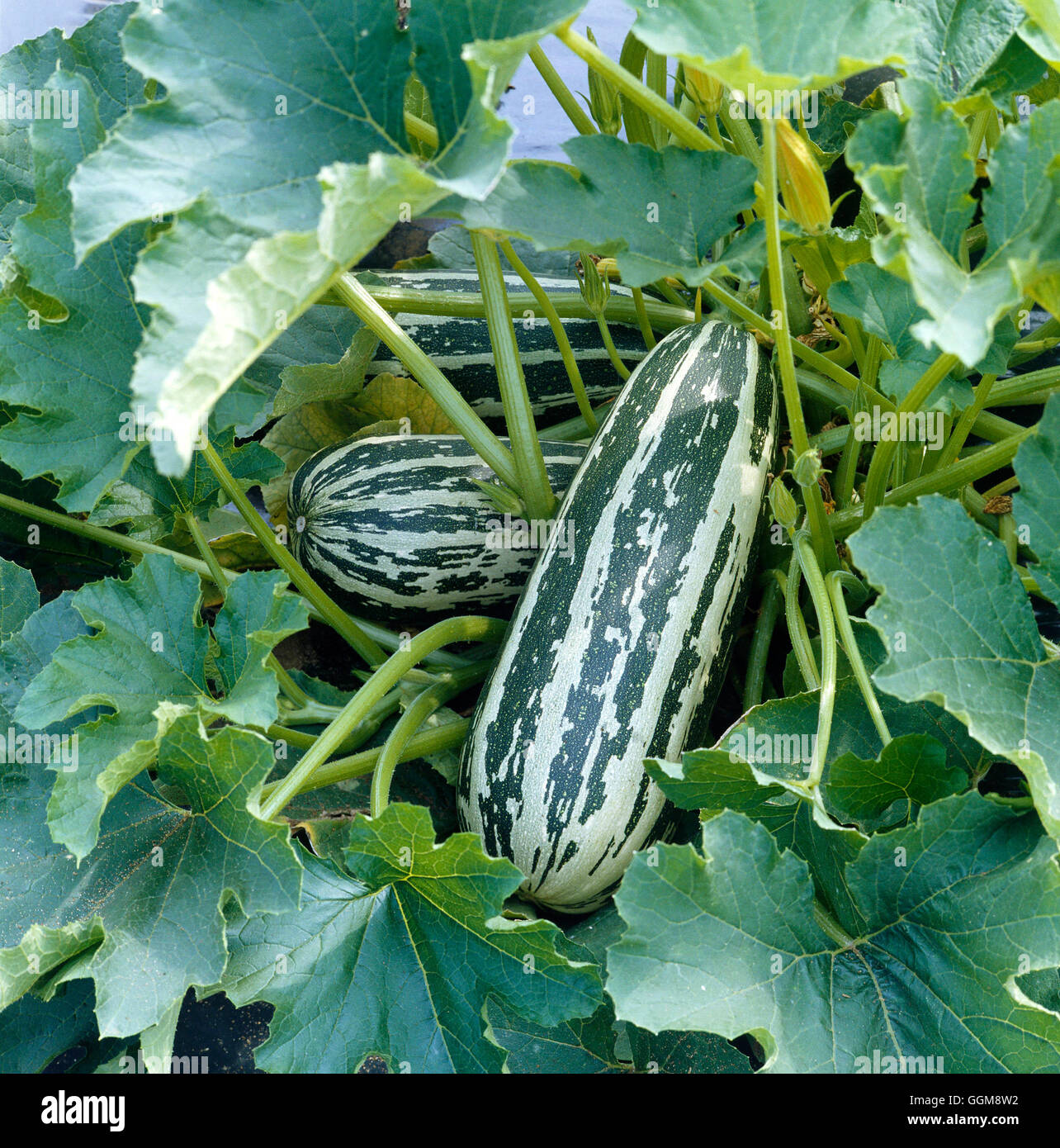 Trailing hi-res stock photography and images - Alamy