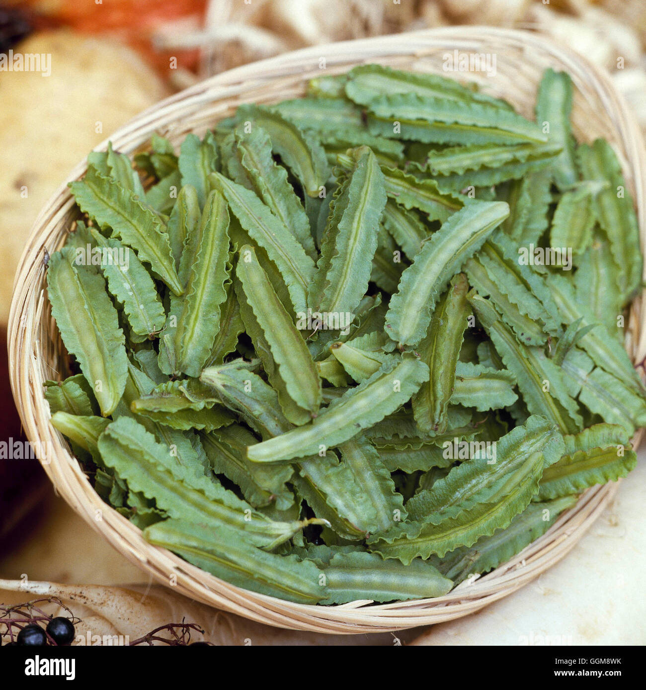 Winged hi-res stock photography and images - Alamy