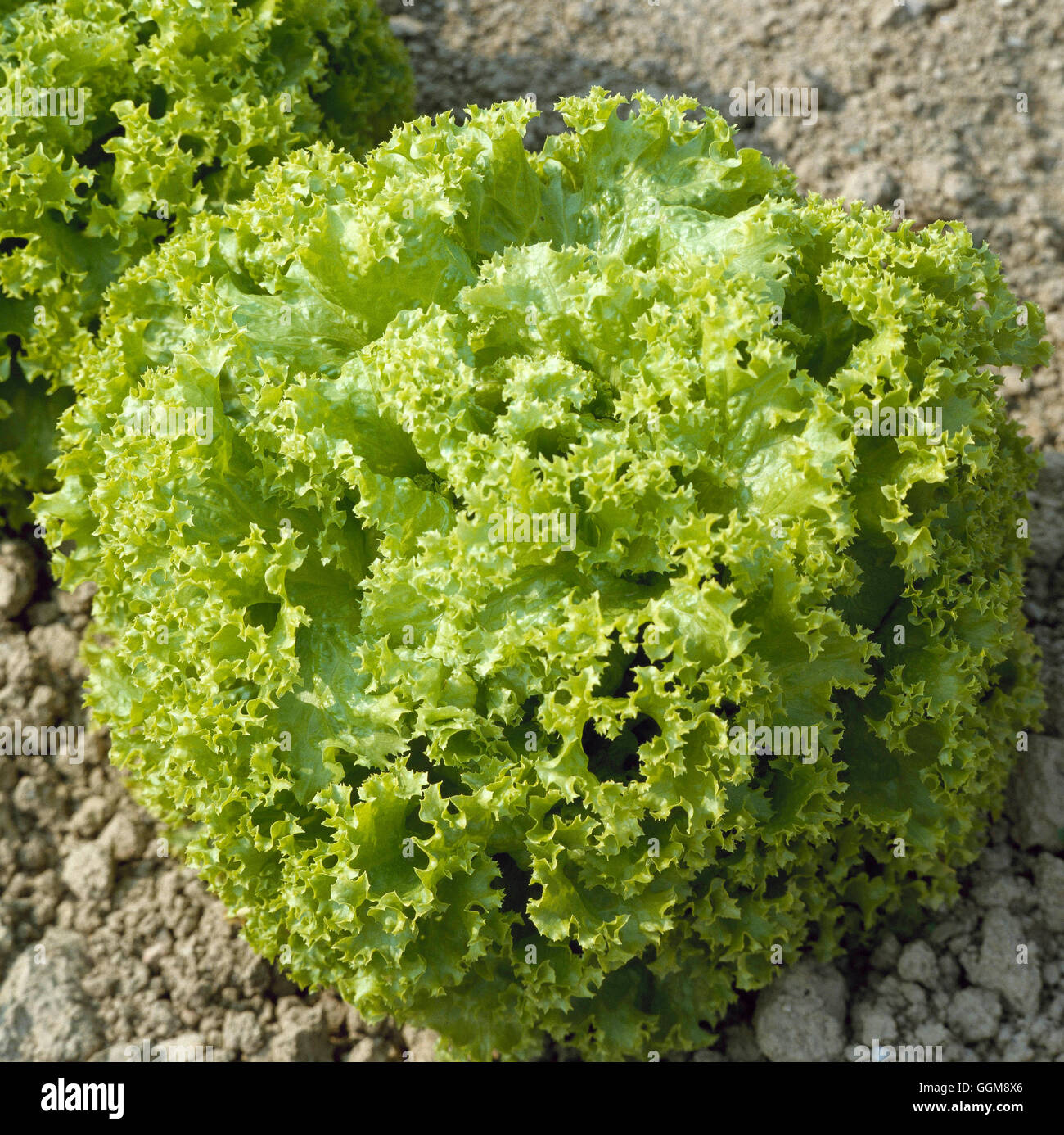 Lollo blonda hi-res stock photography and images - Alamy