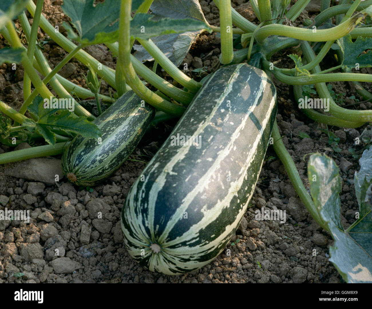 Veg037495 hi-res stock photography and images - Alamy