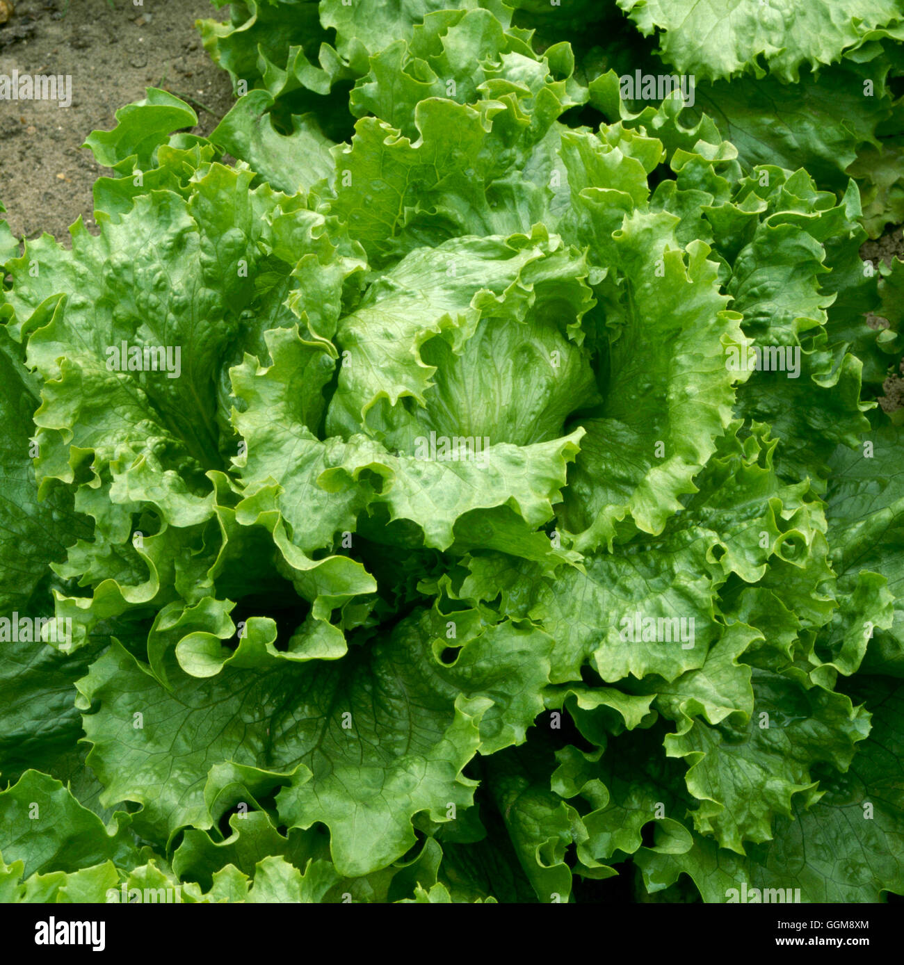 Crisphead hi-res stock photography and images - Alamy