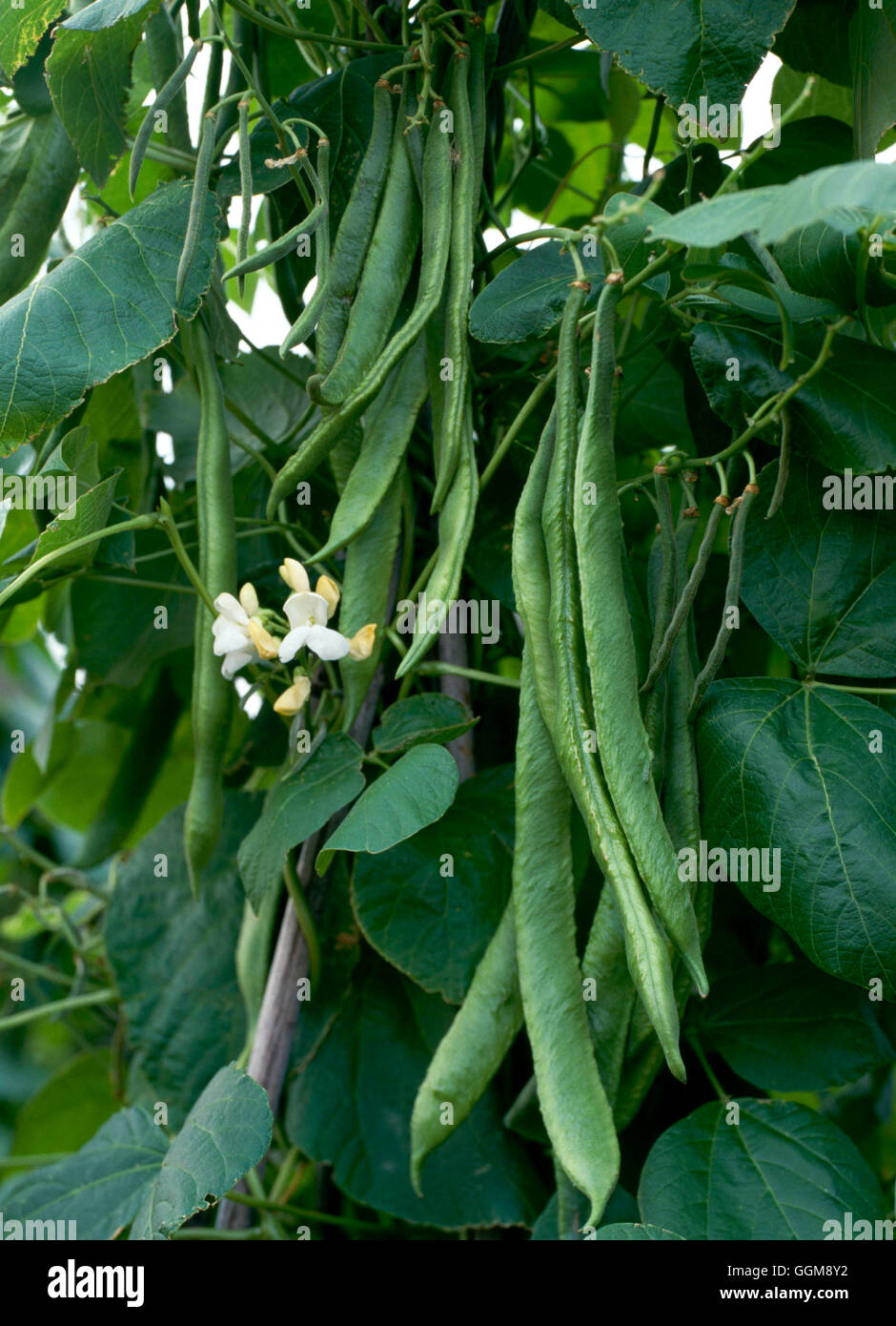 Runner bean white emergo hi-res stock photography and images - Alamy