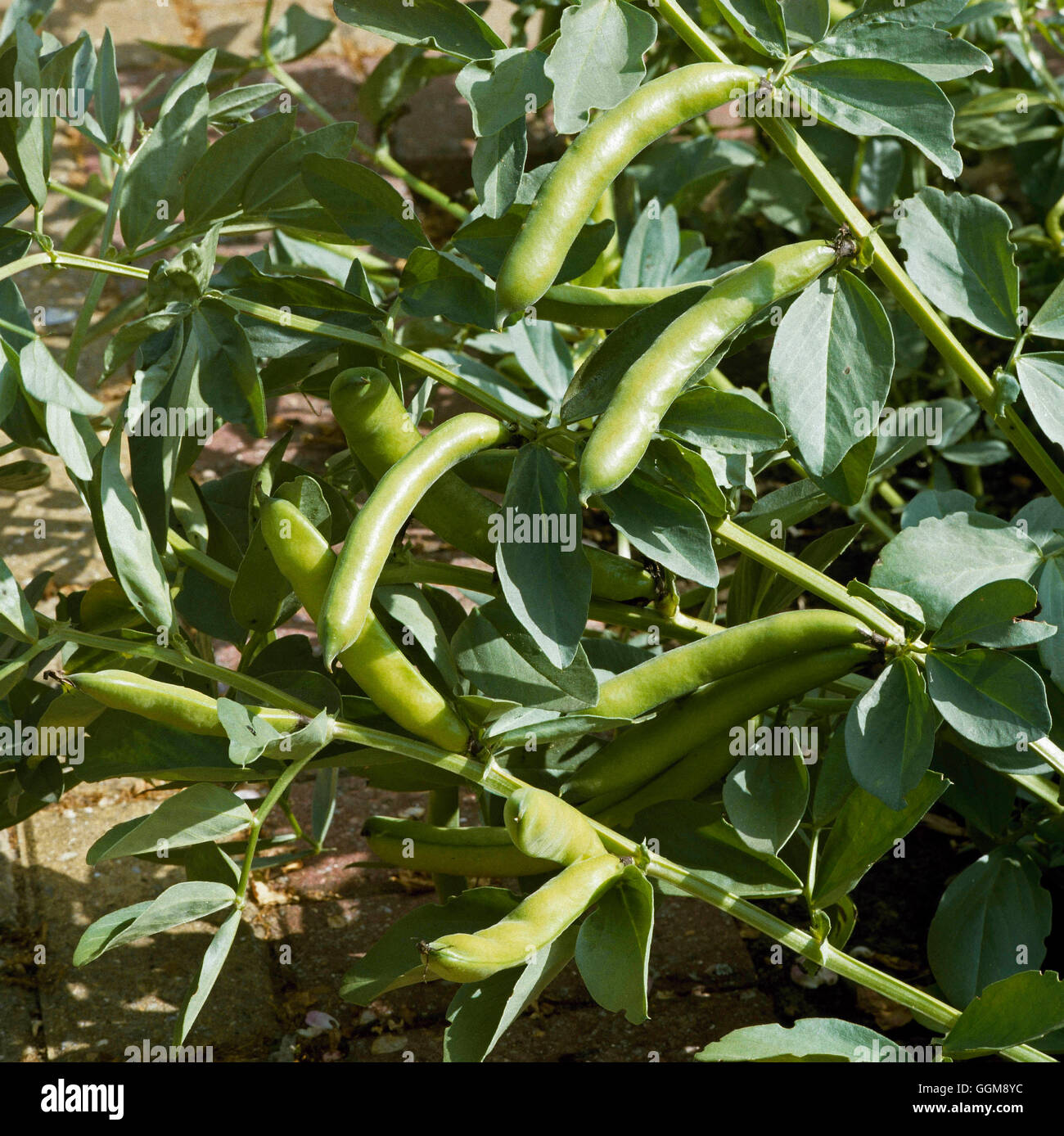 Broad Bean - `Aquadulce Claudia' VEG044532 Stock Photo - Alamy