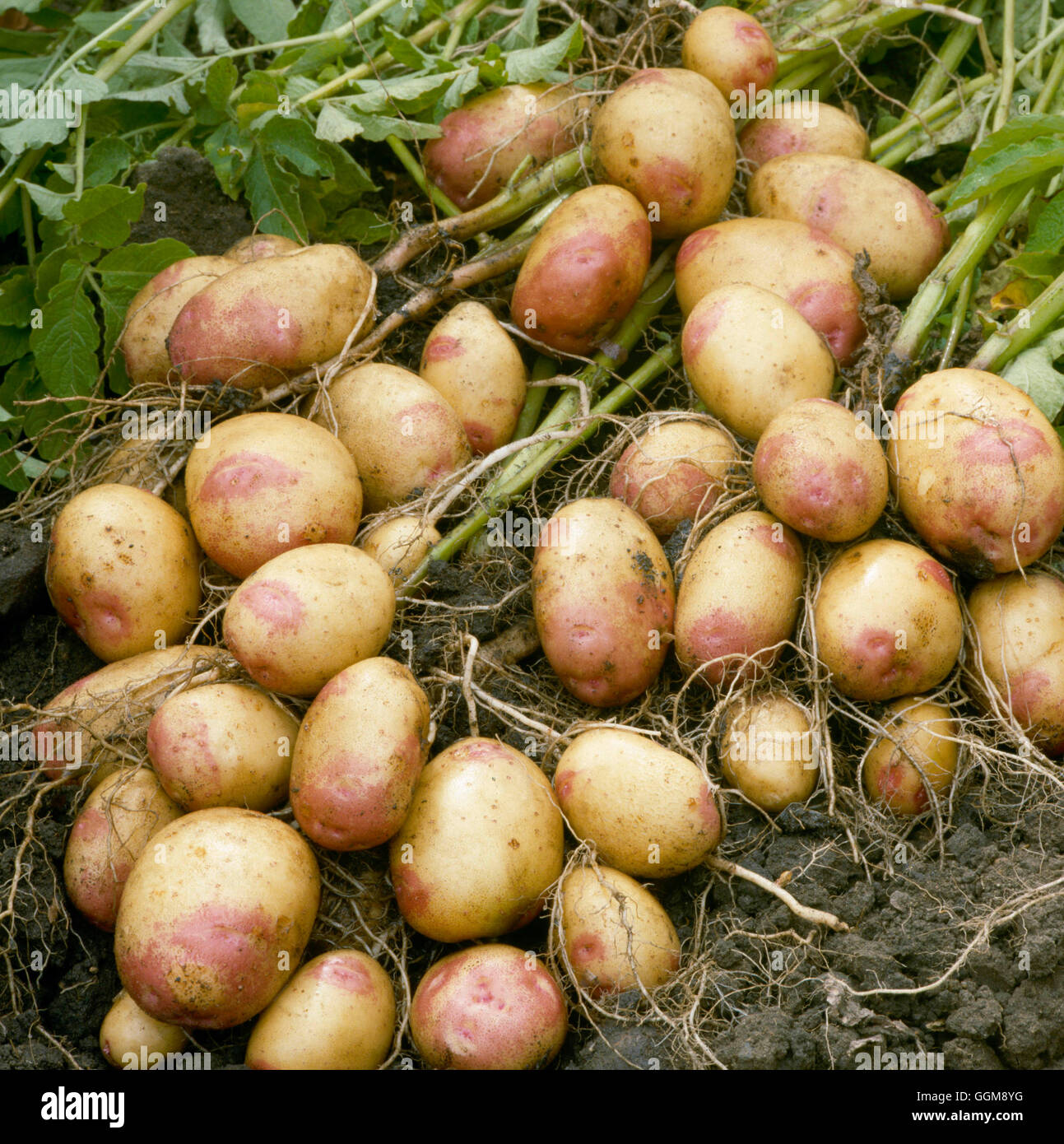 King edward potato hi-res stock photography and images - Alamy