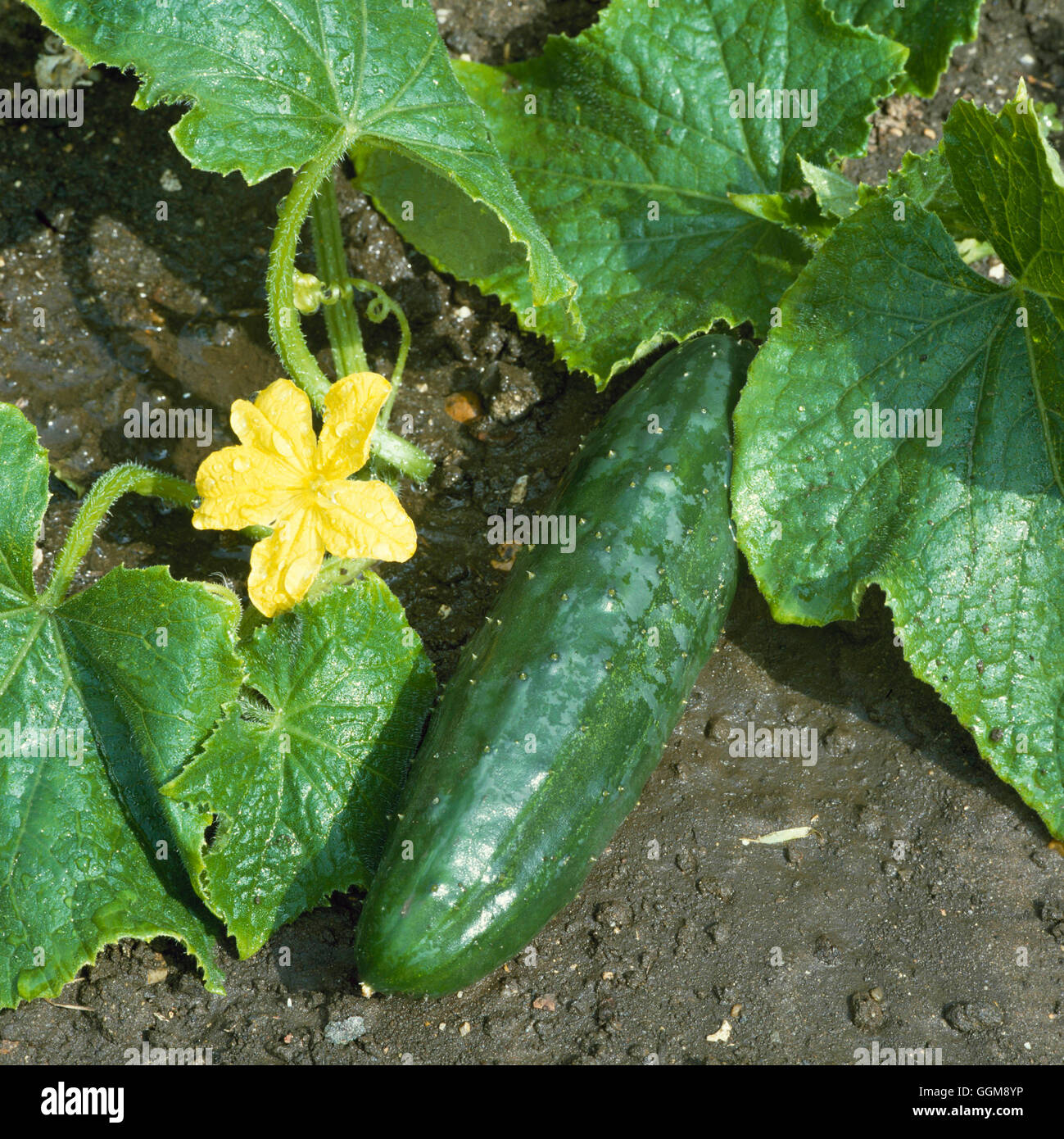 Ridge cucumber hi-res stock photography and images - Alamy
