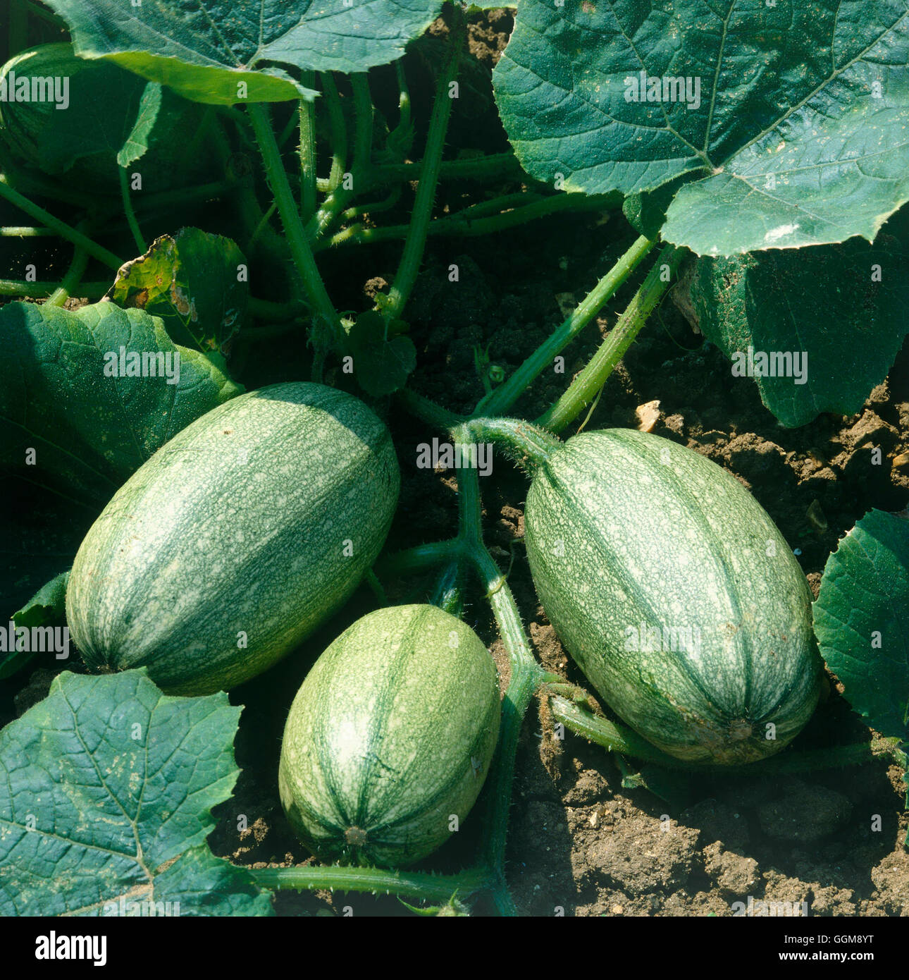 Squash - Vegetable Spaghetti (Summer) VEG045531 Stock Photo - Alamy
