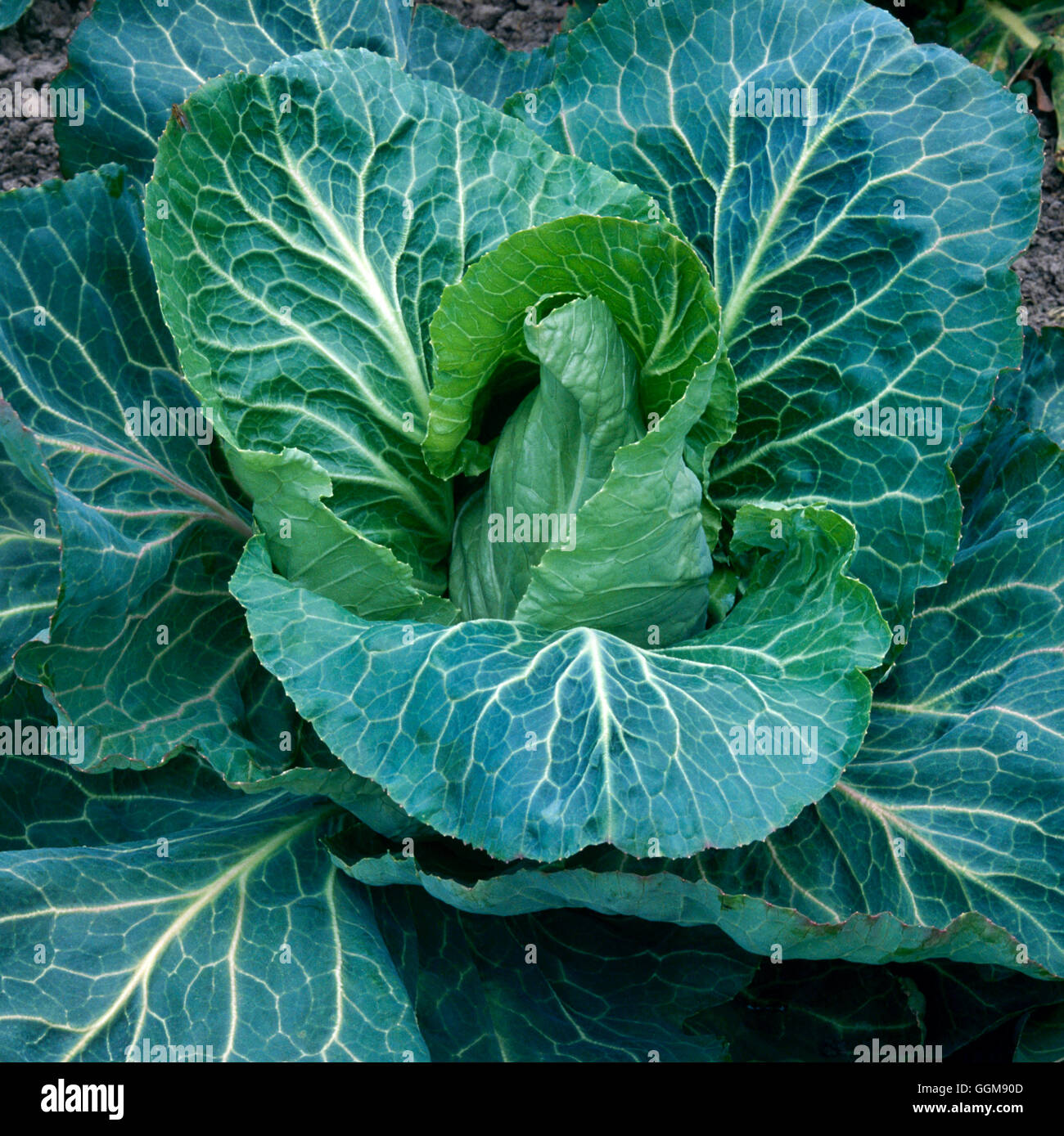 Firstearlymarket hi-res stock photography and images - Alamy