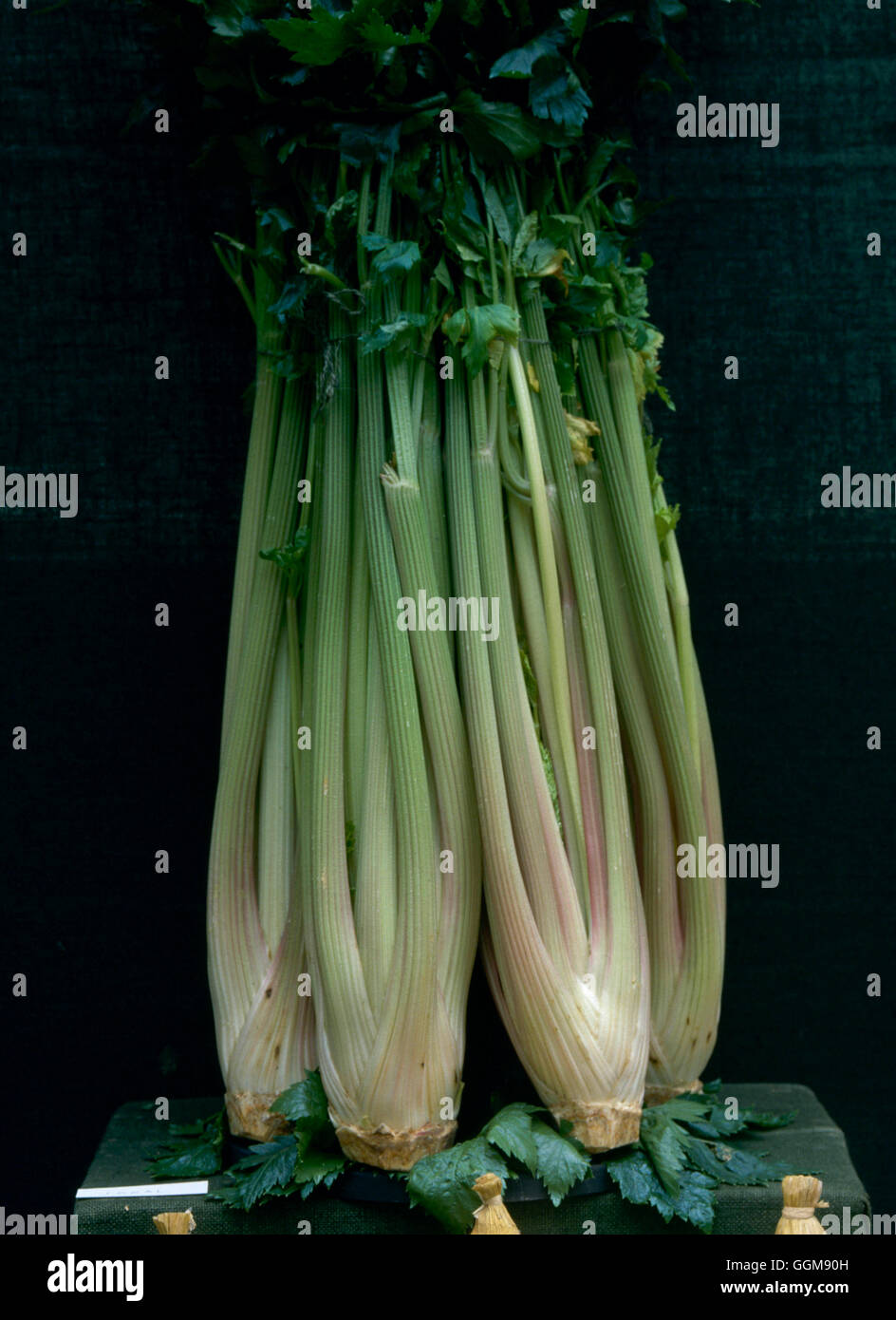 Show bench hi-res stock photography and images - Alamy