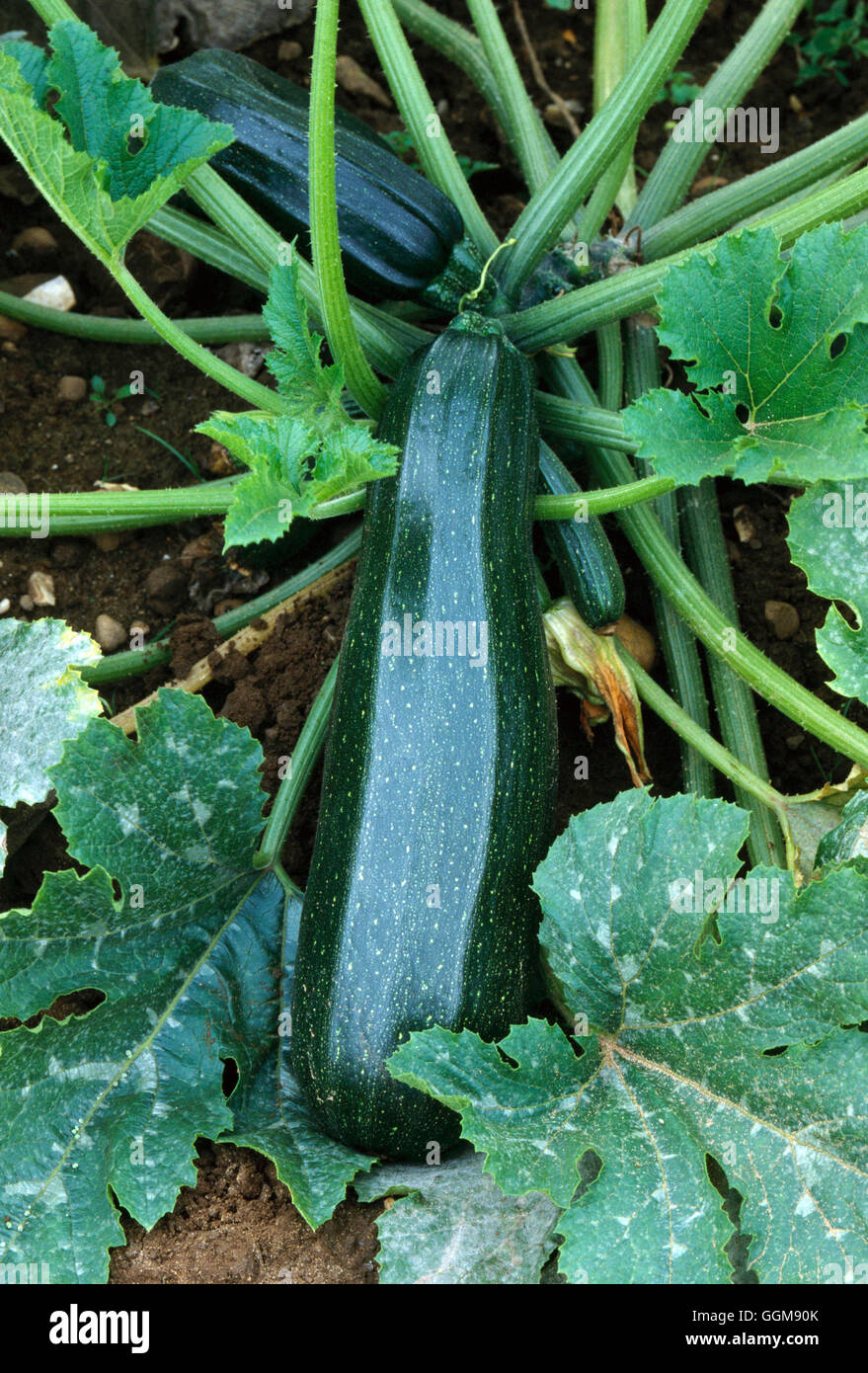 The marrow hi-res stock photography and images - Alamy