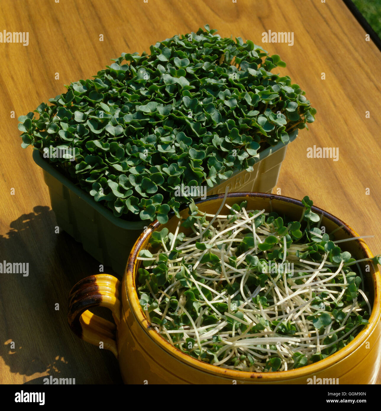 Mustard and cress pots hi-res stock photography and images - Alamy