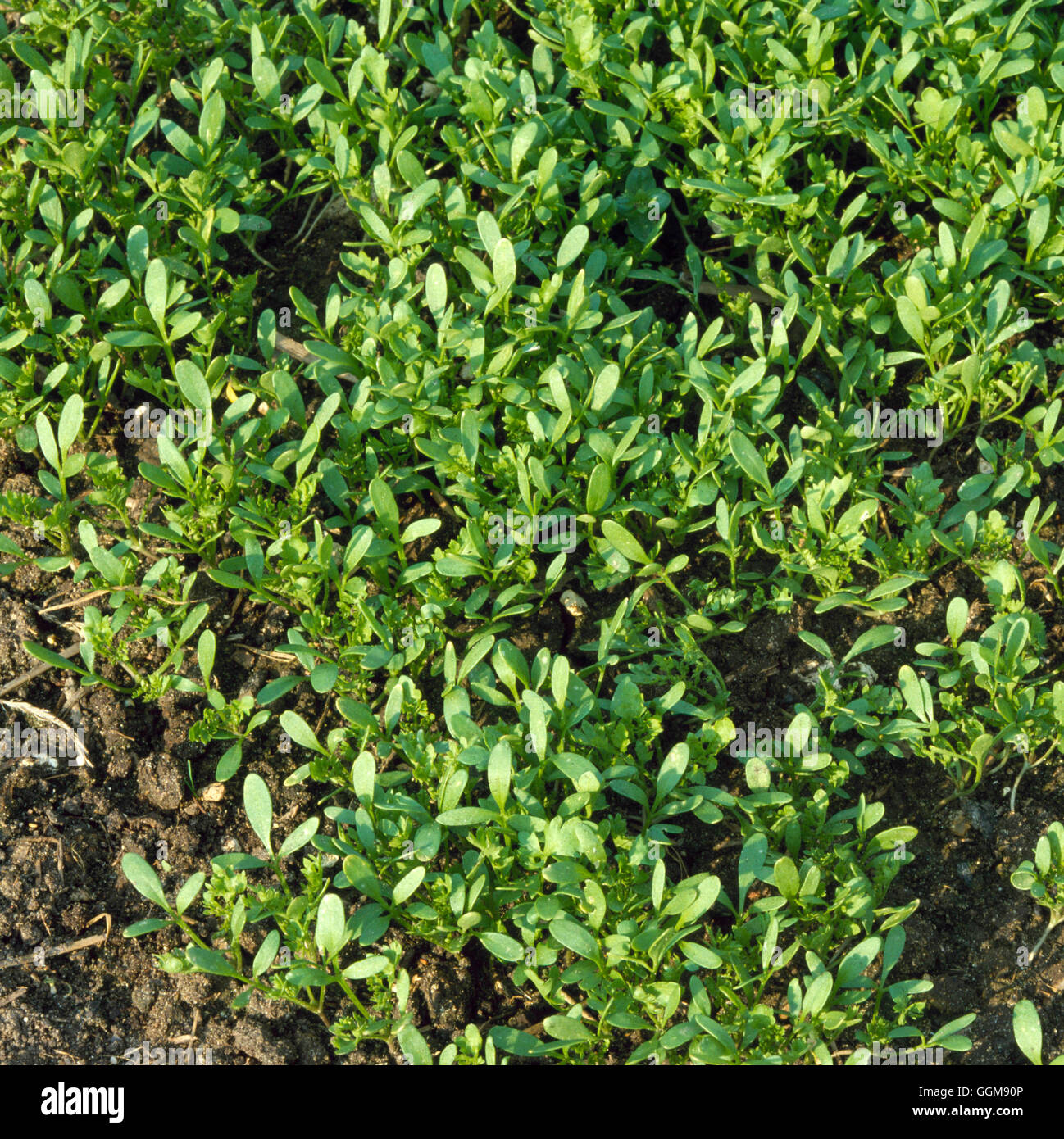 Cress - Common Garden - also known as Pepper Grass and ""Pepperwort ...