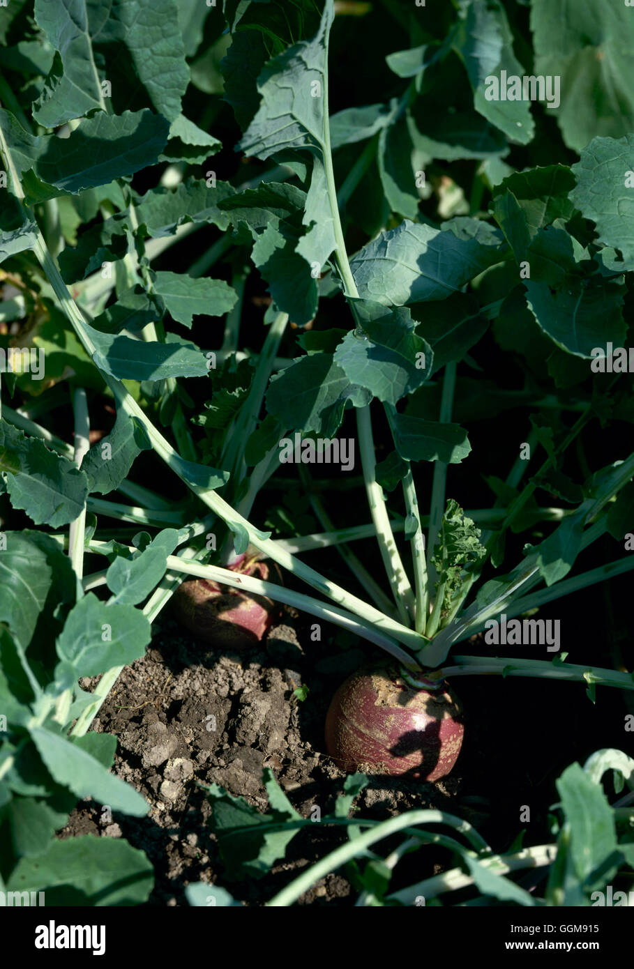 Growing swede hi-res stock photography and images - Alamy