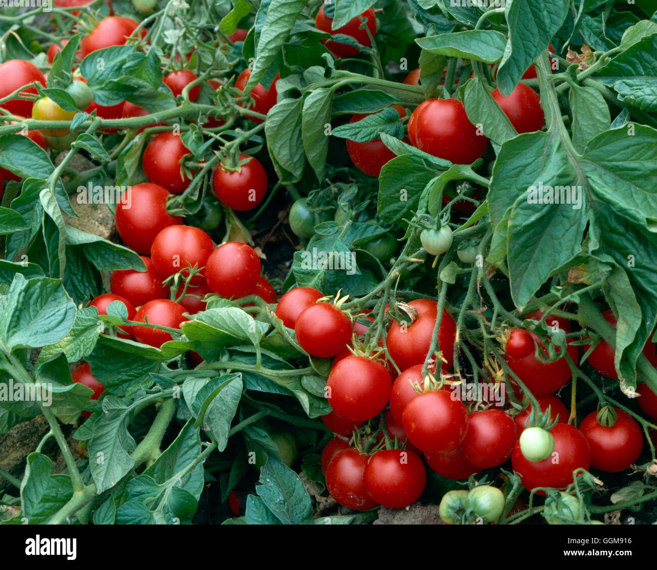 Tomato outdoor girl hi-res stock photography and images - Alamy