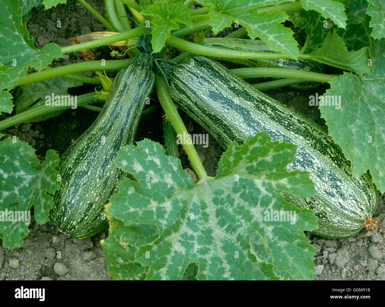 Marrow - `Emerald Cross' VEG047399 Stock Photo - Alamy