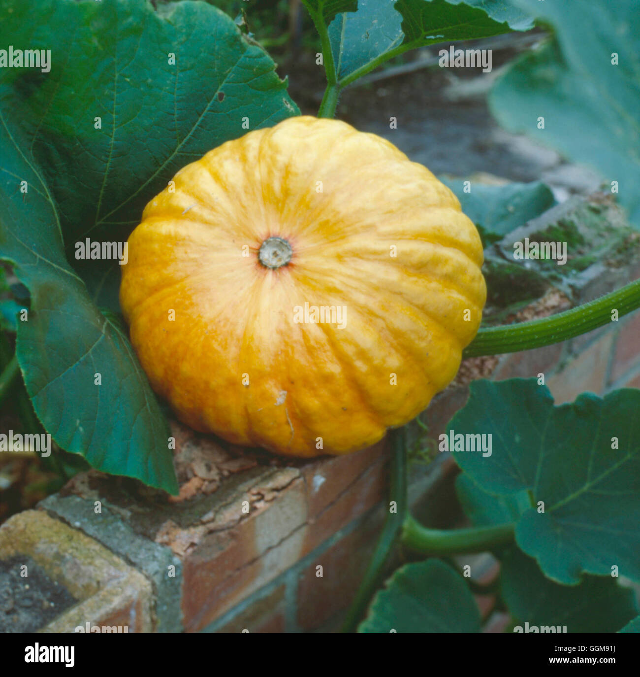 Jack hi-res stock photography and images - Alamy