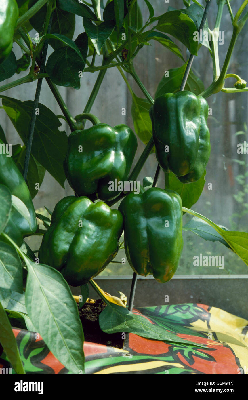 Peppers - Green Sweet Peppers VEG048070 Stock Photo - Alamy