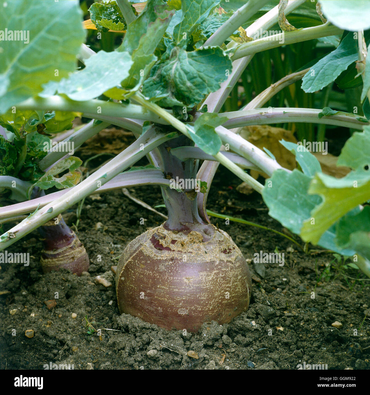 Growing swede hi-res stock photography and images - Alamy