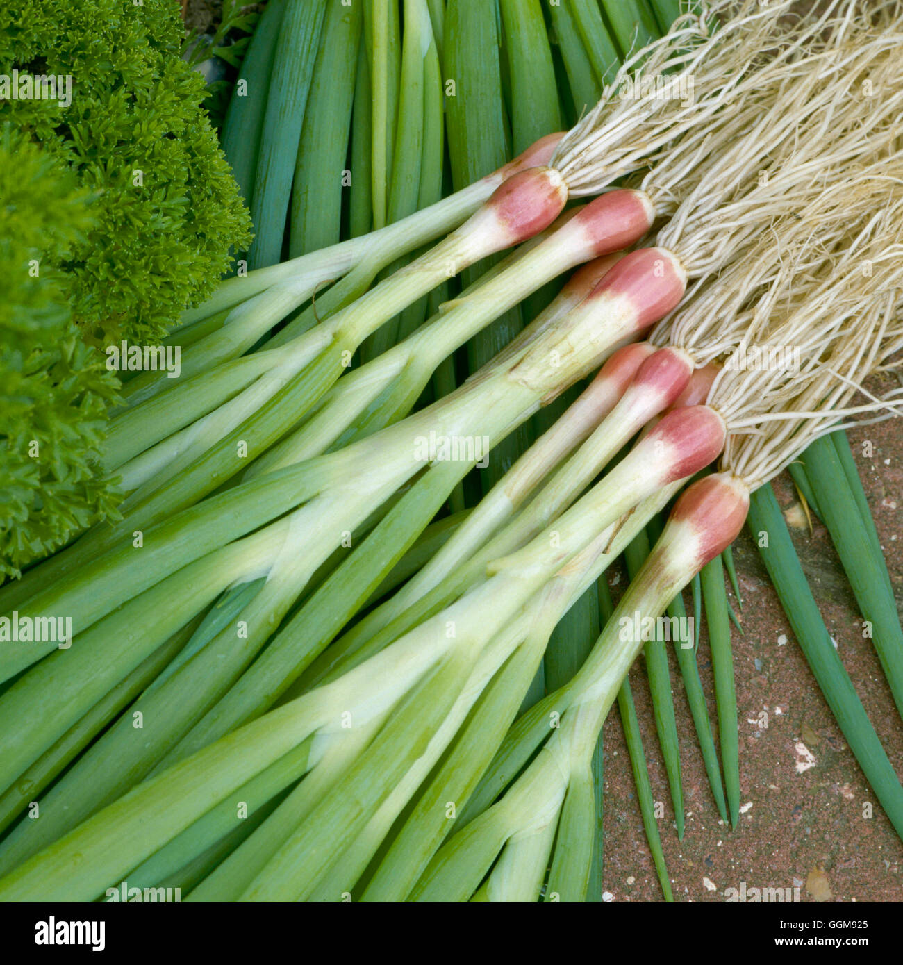 Spring Onion - `Santa Claus' VEG051439 Stock Photo - Alamy