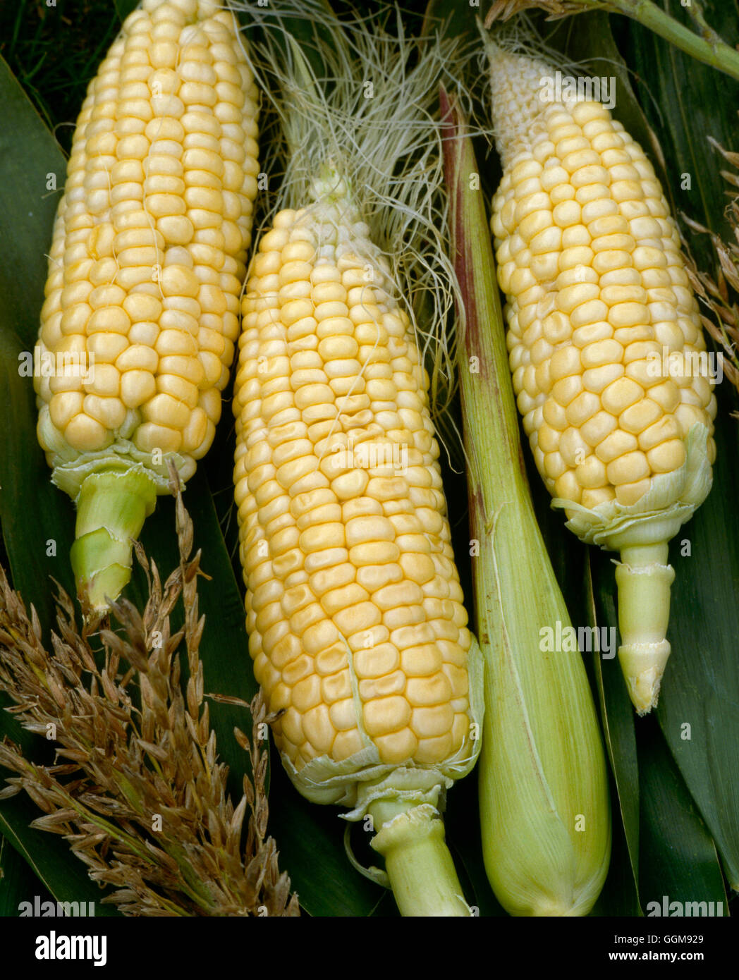 Sweet Corn - F1 `Sundance' VEG052362 Stock Photo - Alamy
