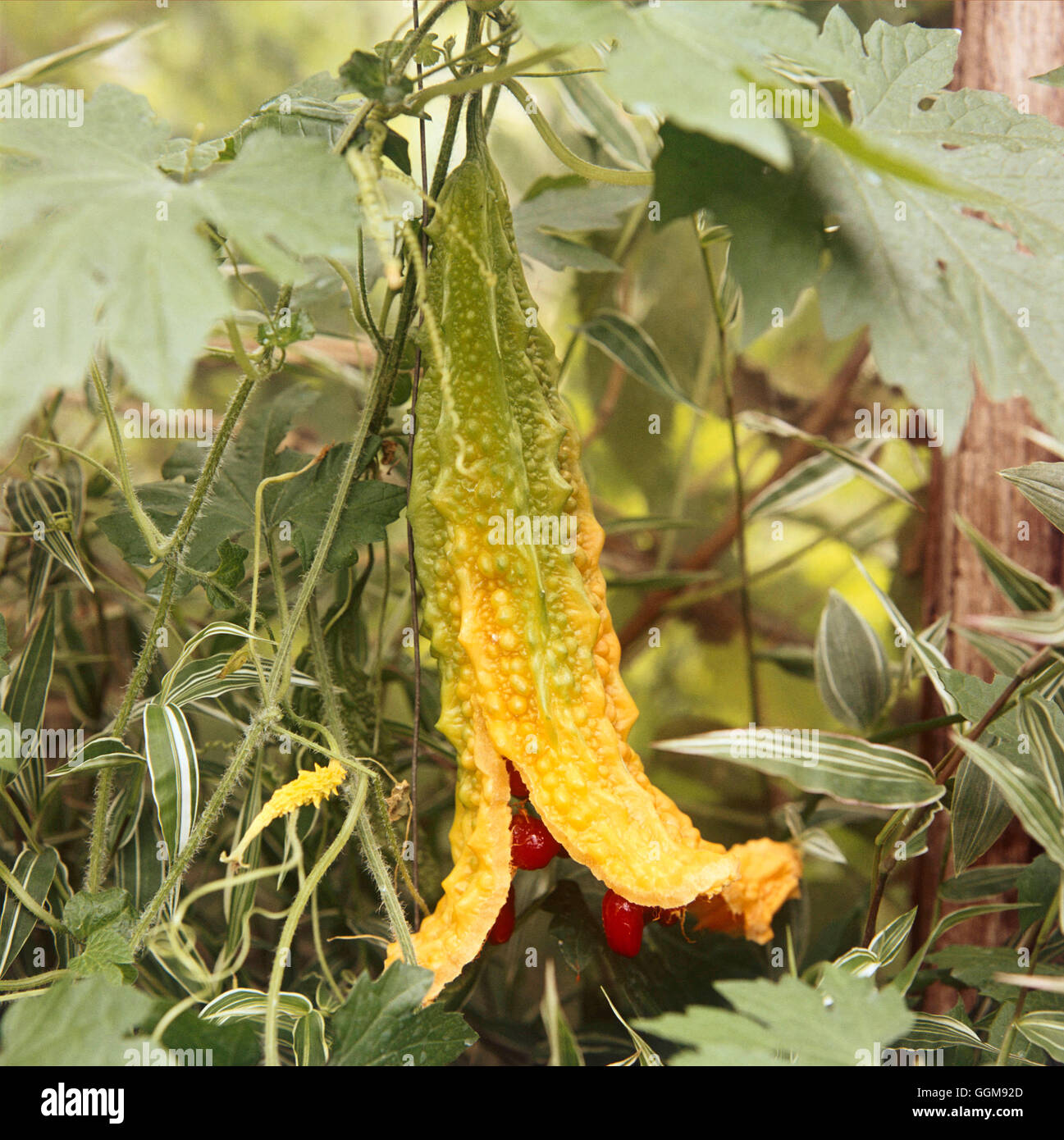 Gourds - Balsam Pear"" Bitter Gourd"" or ""Karela Gourd"" (Momordica ...