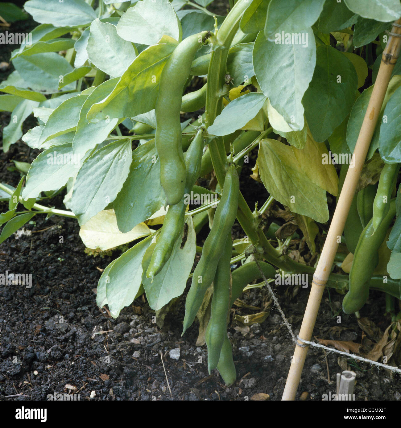 Witkiemmajor hi-res stock photography and images - Alamy