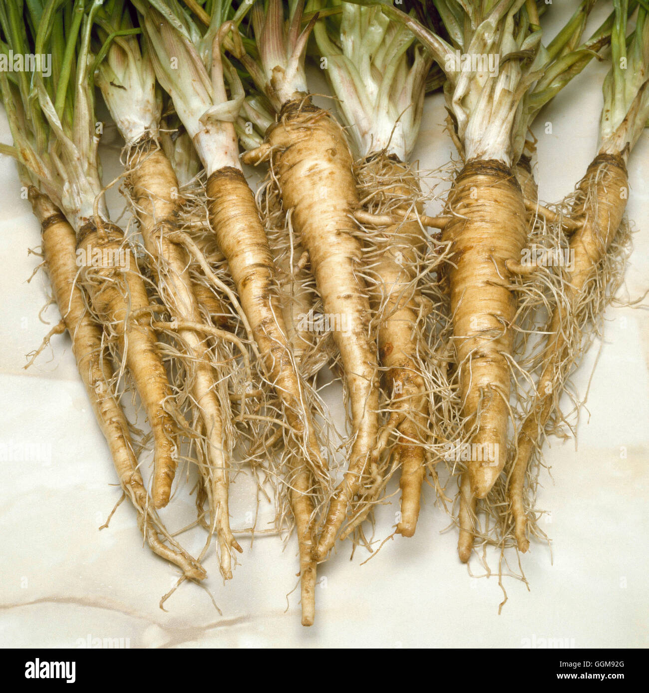 Salsify - `Giant'- - (Tragopogon porrifolius) VEG054096 Stock Photo - Alamy