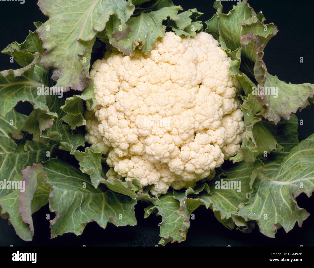 Englishwinter hi-res stock photography and images - Alamy