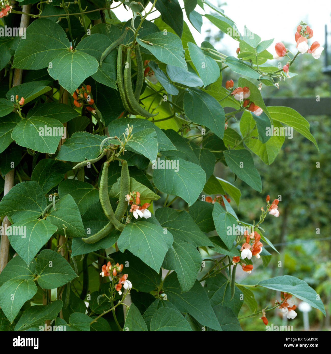 Runner Bean - `Painted Lady' (HDRA - Organic) VEG057382 Stock Photo - Alamy