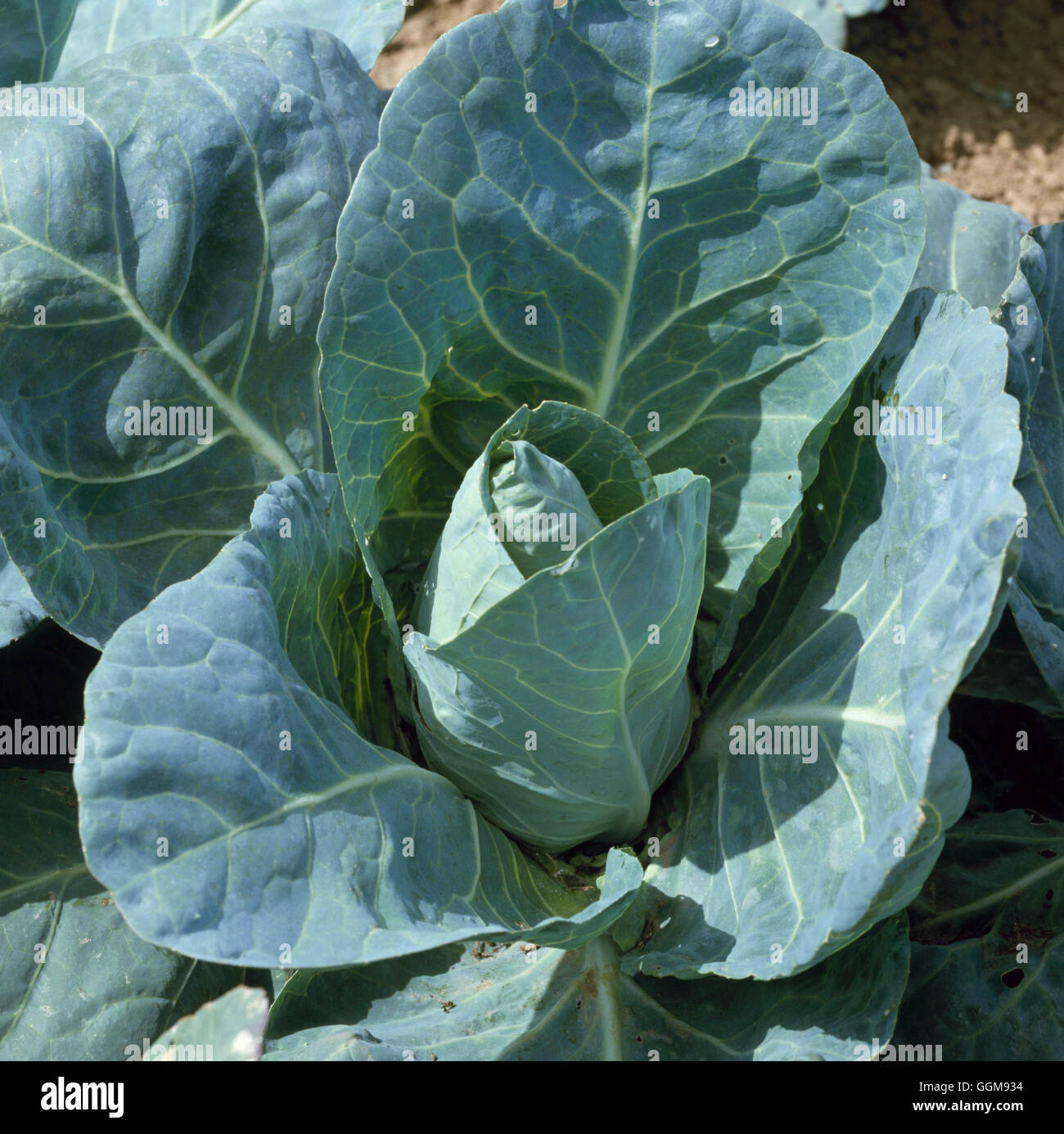 Cabbage - F1 `Duchy' VEG057586 Stock Photo - Alamy