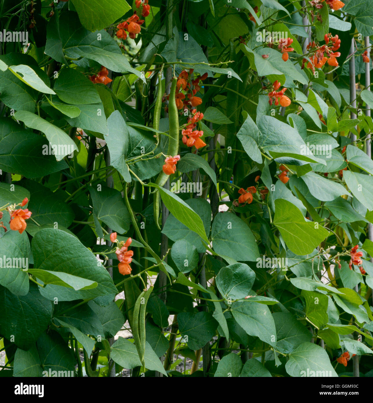 Red rum runner bean hi-res stock photography and images - Alamy
