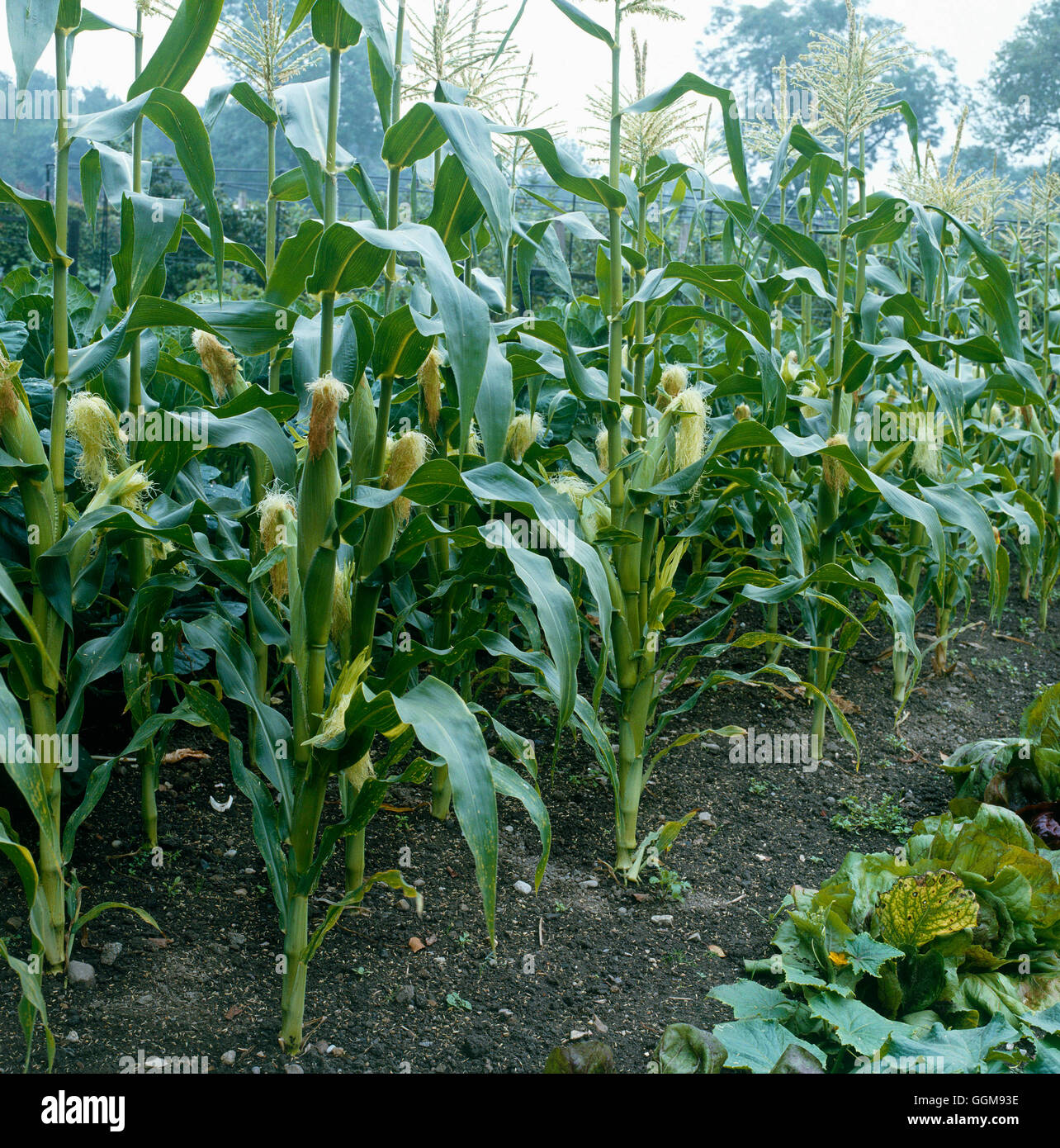 Sweetcorn - F1 `Fiesta' VEG058174 Stock Photo - Alamy