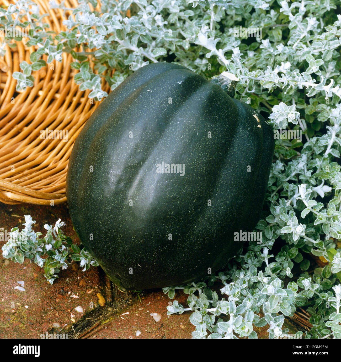 Table ace squash hi-res stock photography and images - Alamy