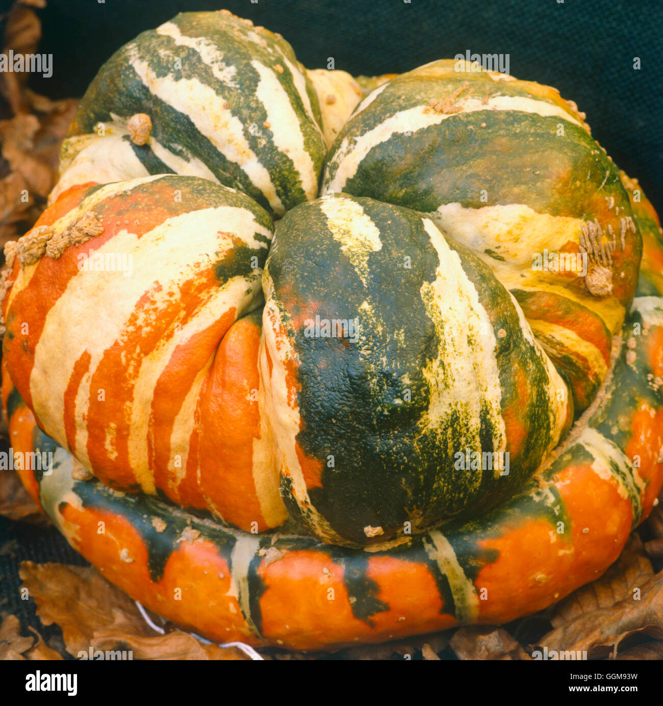 Gourd - `Turk's Turban'- - (Cucurbita maxima) VEG059063 Stock Photo - Alamy