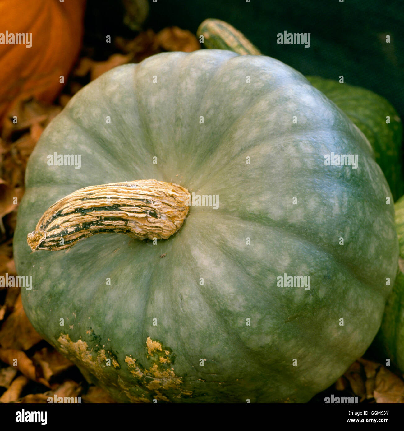 Pumpkin - `Queensland Blue' VEG059066 Stock Photo - Alamy