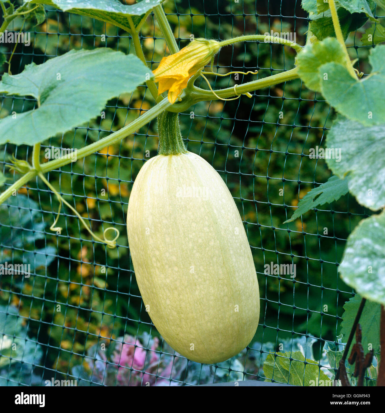 Marrow - `Vegetable Spaghetti' VEG059339 Stock Photo - Alamy