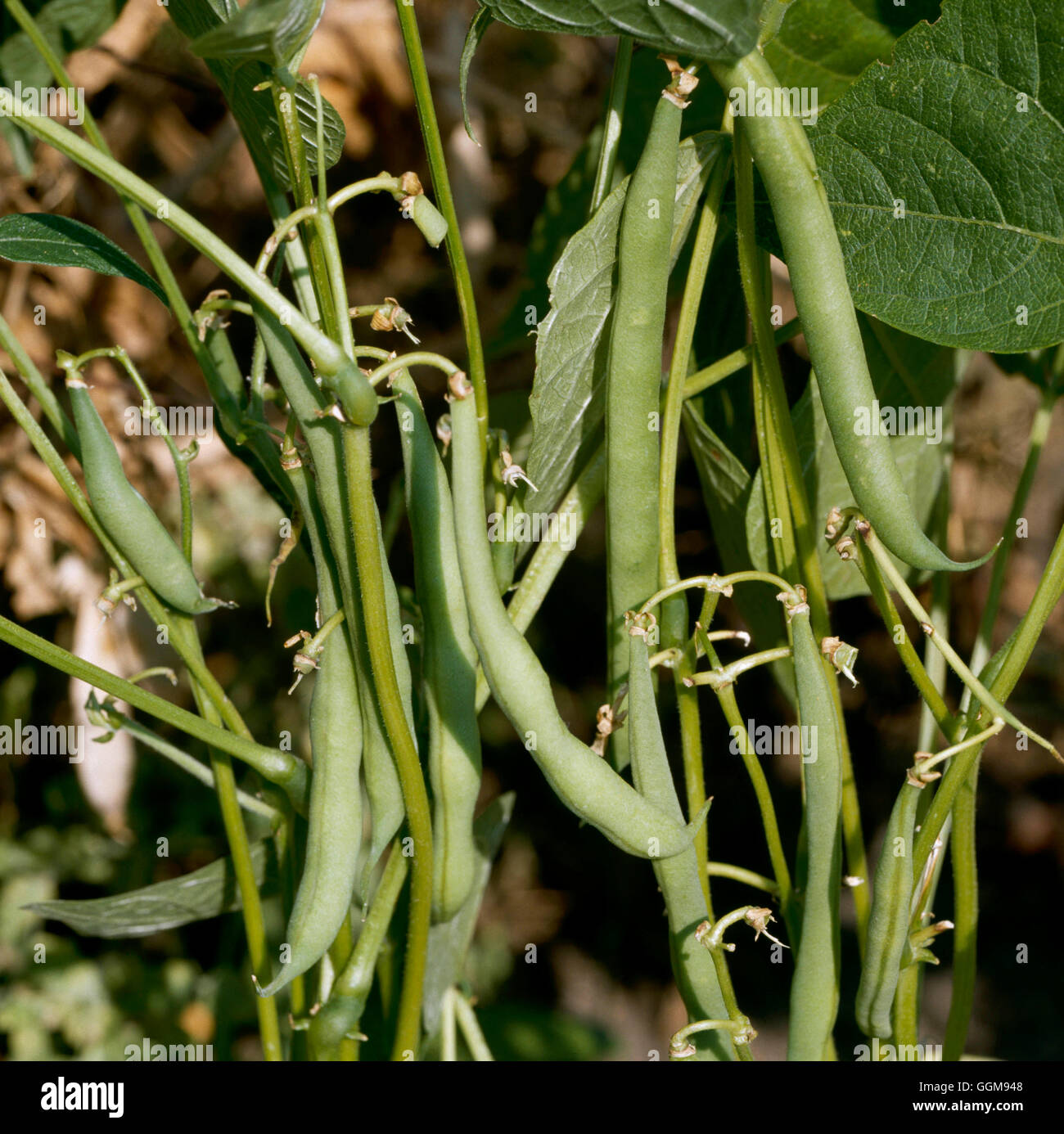 Dwarf bean hi-res stock photography and images - Alamy