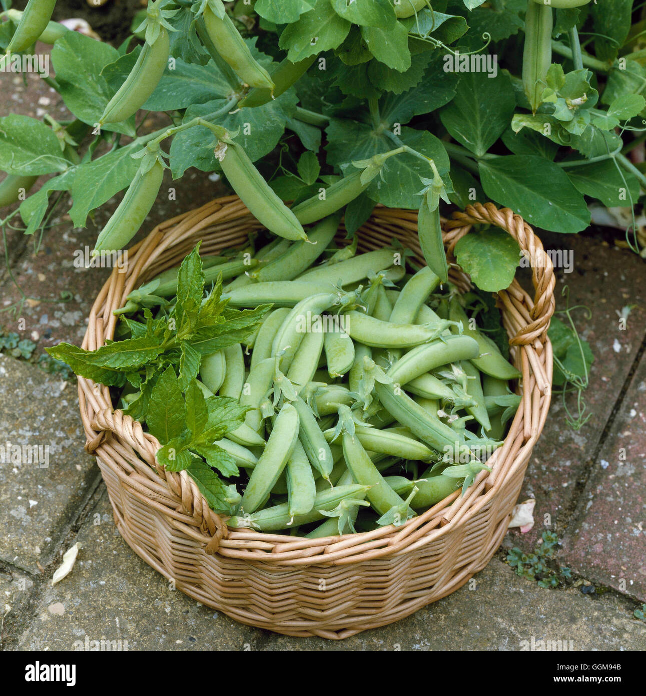 Stuffy In A Pod Peas