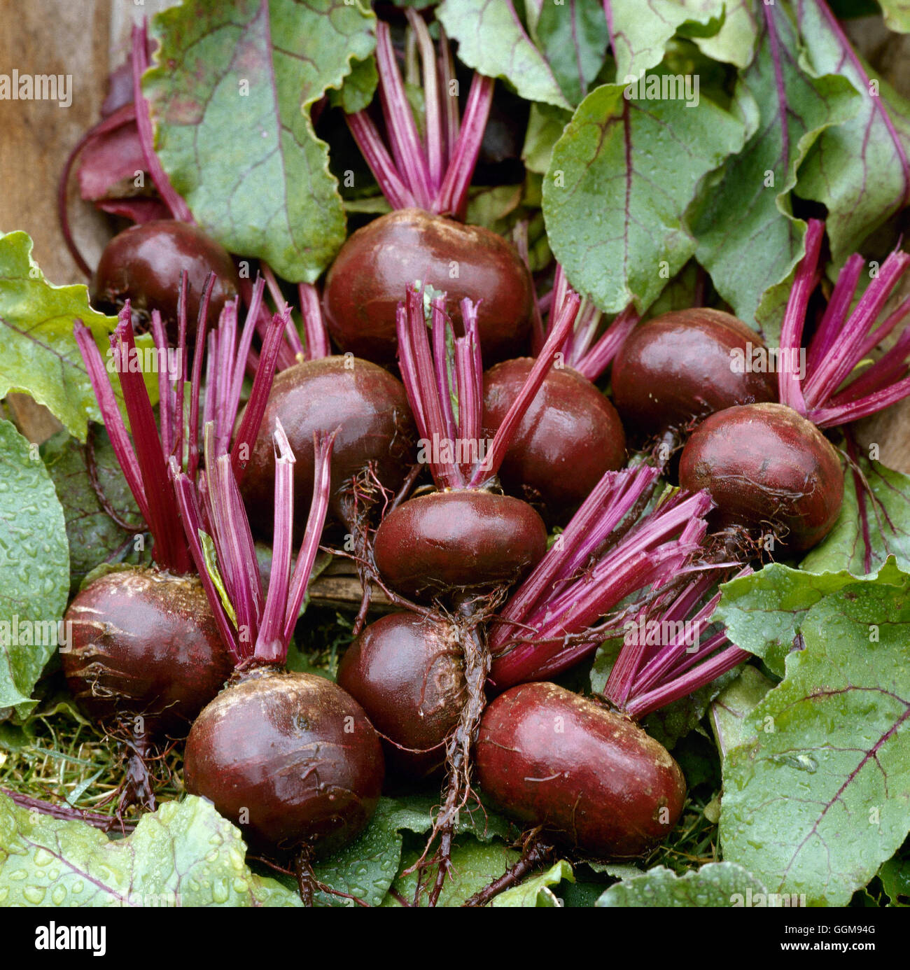 Beetroot - `Detroit 2 Spinel' (Mini-veg. type) VEG063880 Stock Photo ...