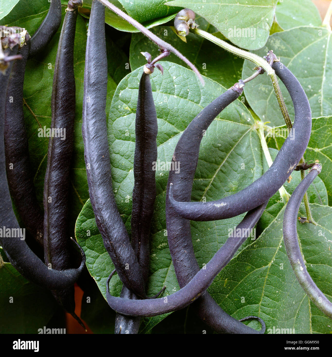 Purple teepee bean hi-res stock photography and images - Alamy