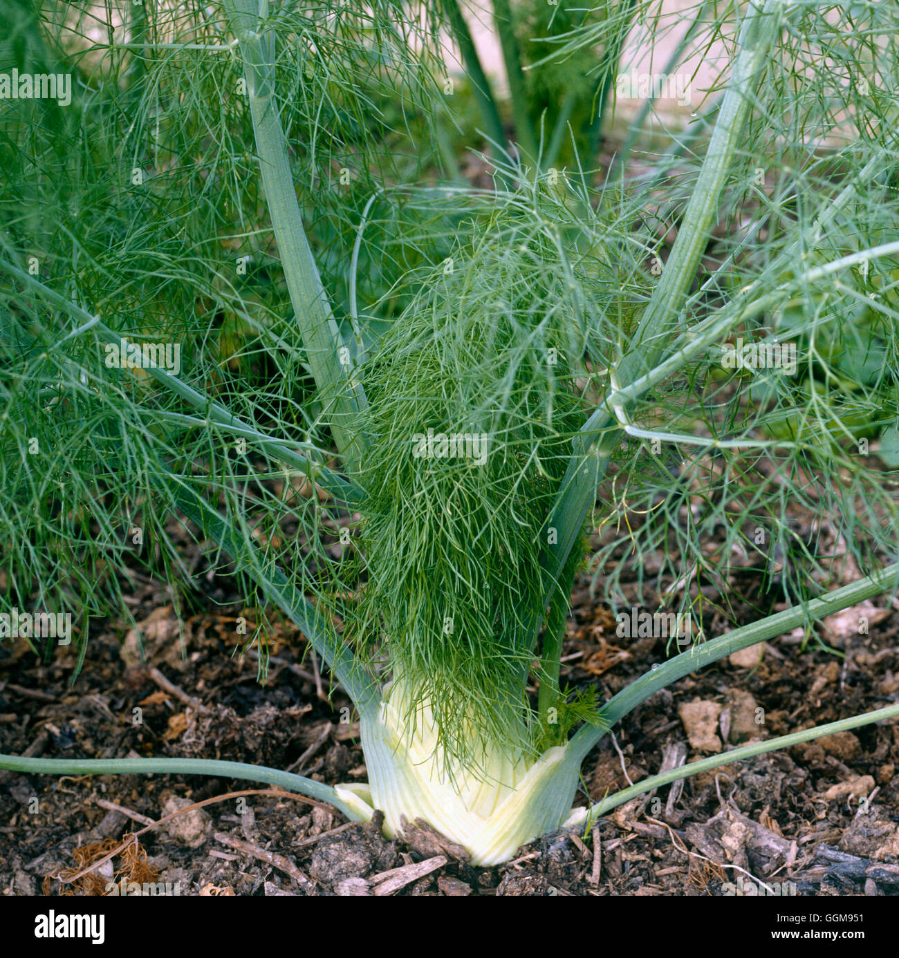 Florence fennel di firenze hi-res stock photography and images - Alamy
