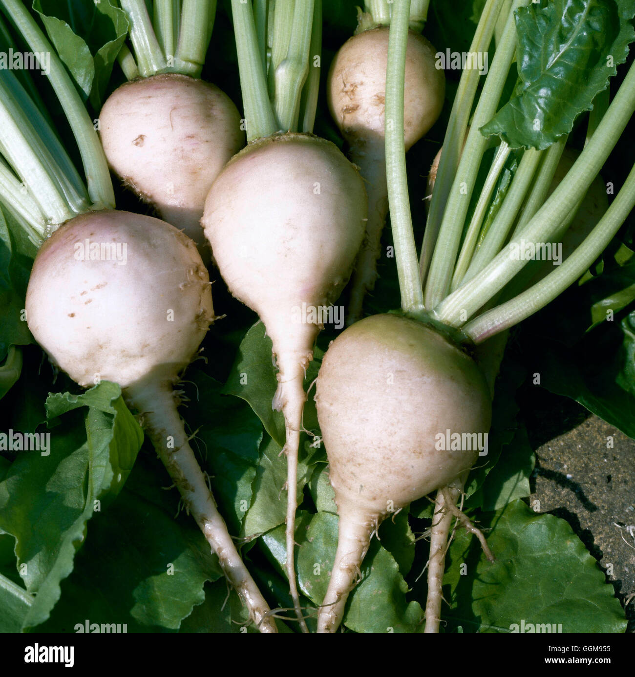 Beetroot - `Albina Vereduna' (Syn. B.`Snowhite') VEG067697 Stock Photo ...