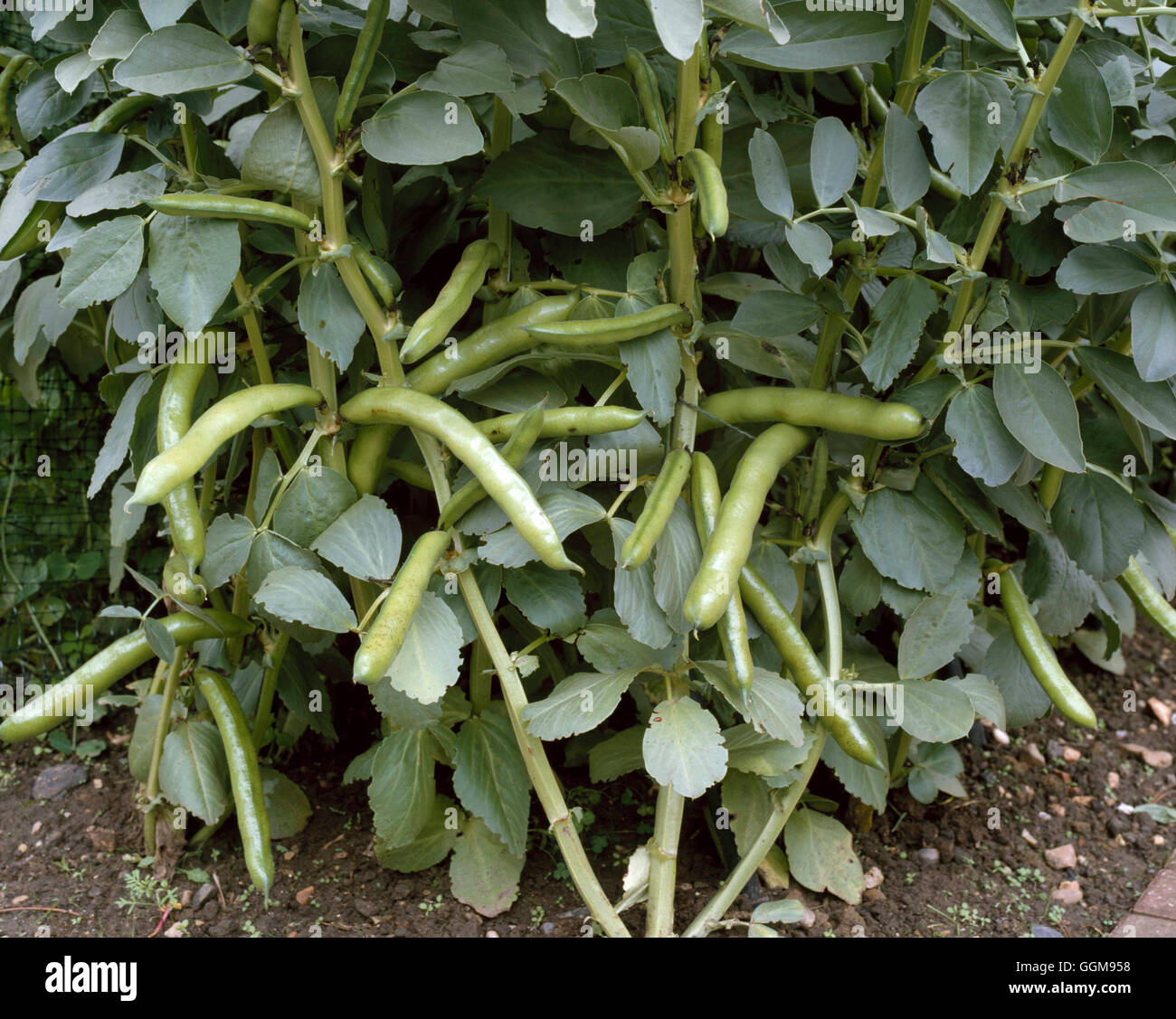 Broad Bean - `Jubilee Hysor' VEG069824 Stock Photo - Alamy
