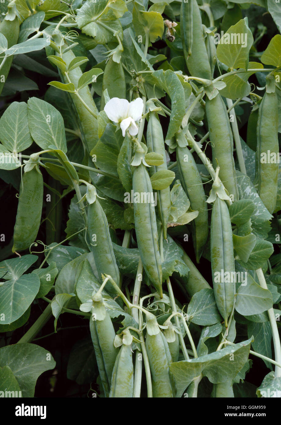 Tall pea hi-res stock photography and images - Alamy