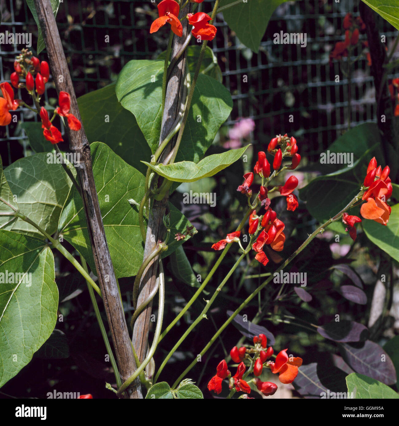 Runnerbean hi-res stock photography and images - Alamy