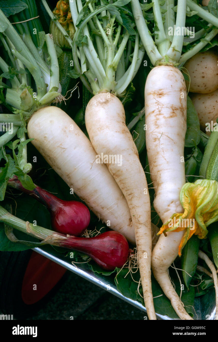 Radish - Mooli - (Japanese) VEG070161 Stock Photo - Alamy