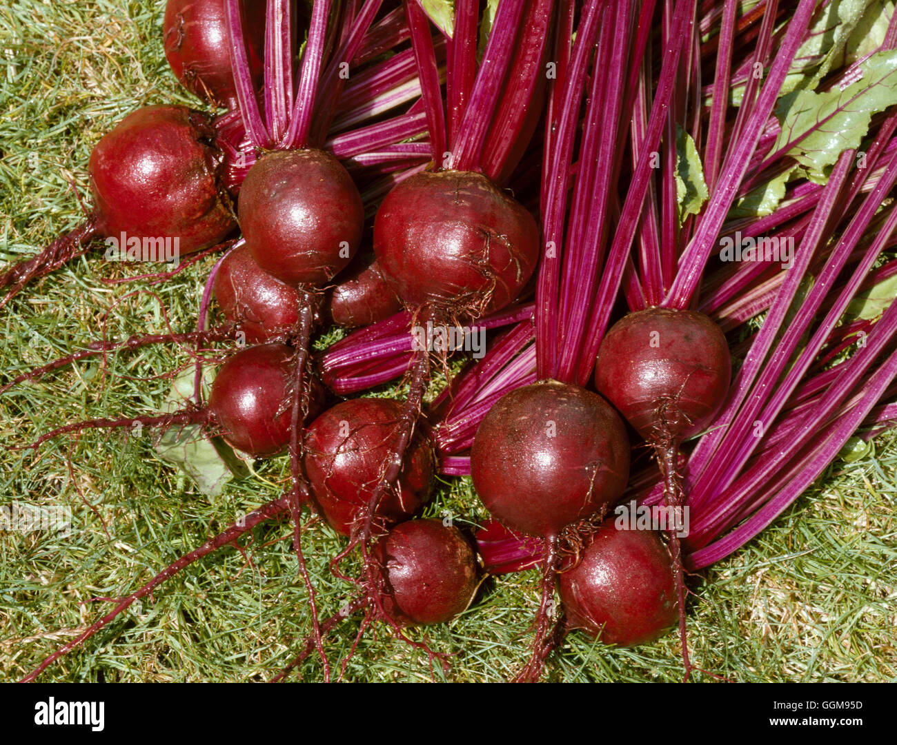 Beetroot - `Detroit 2 Nero' VEG070296 Stock Photo - Alamy