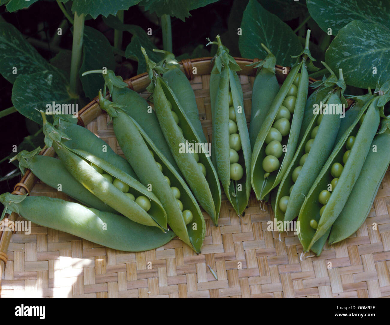 Wrinkled pea hi-res stock photography and images - Alamy
