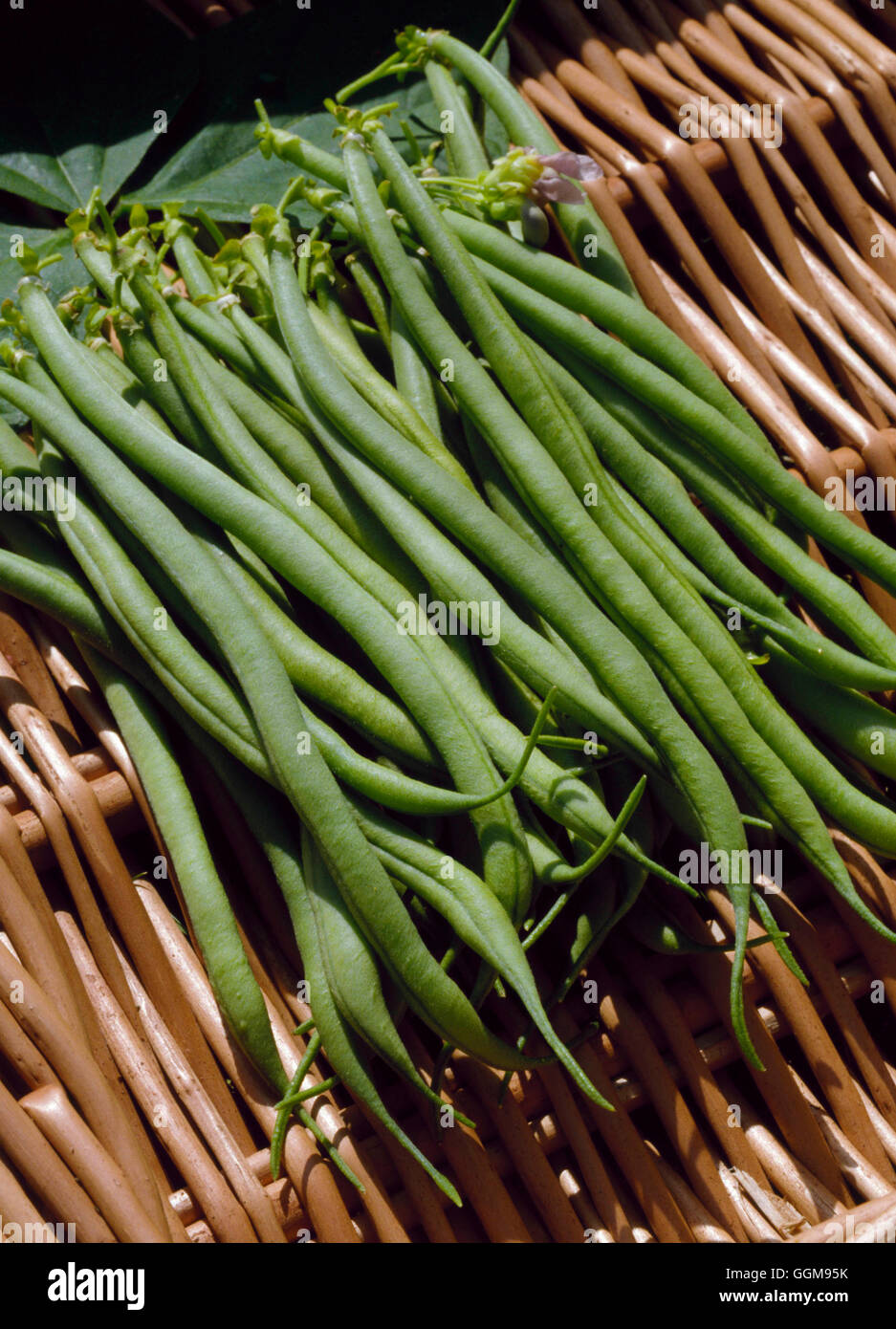 Dwarf french bean hi-res stock photography and images - Alamy