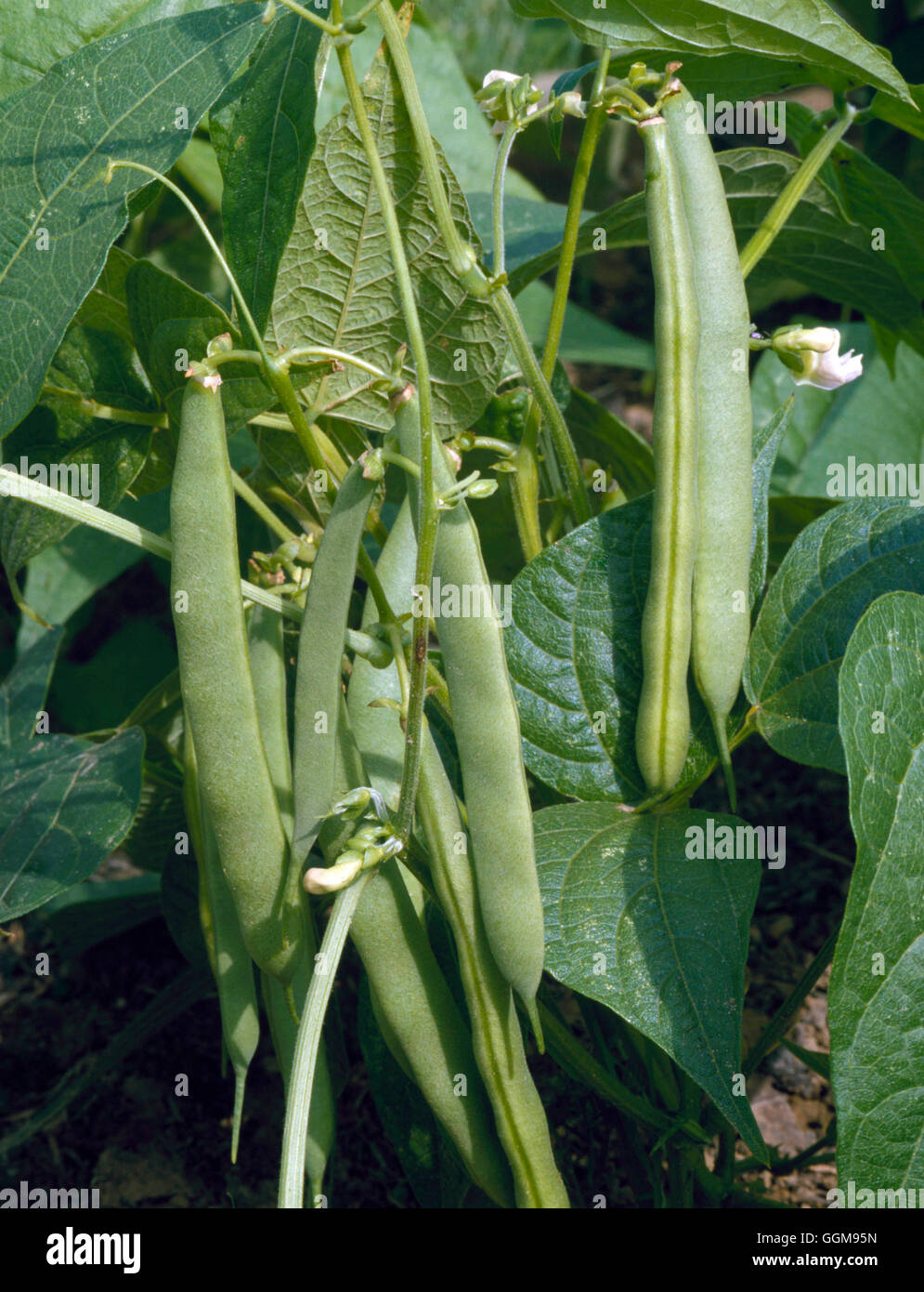 Dwarf bean hi-res stock photography and images - Alamy